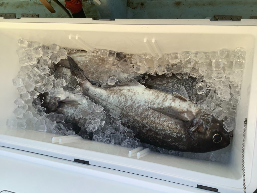 小牧市 峯下さんら（メダイ） | 福井県小浜市・西津港 釣り船 直幸丸